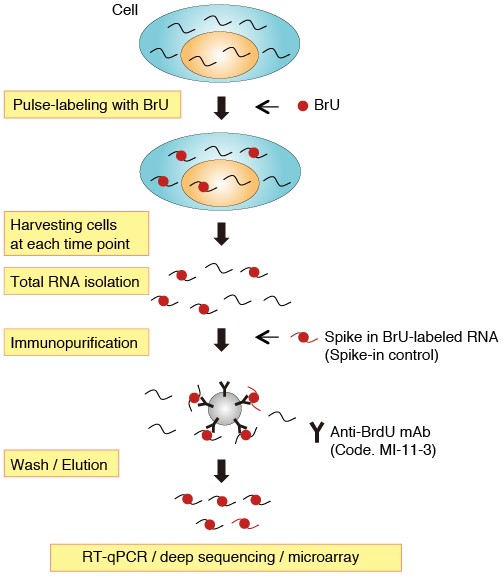 Improve your RNA research using our anti-BrdU antibody!
