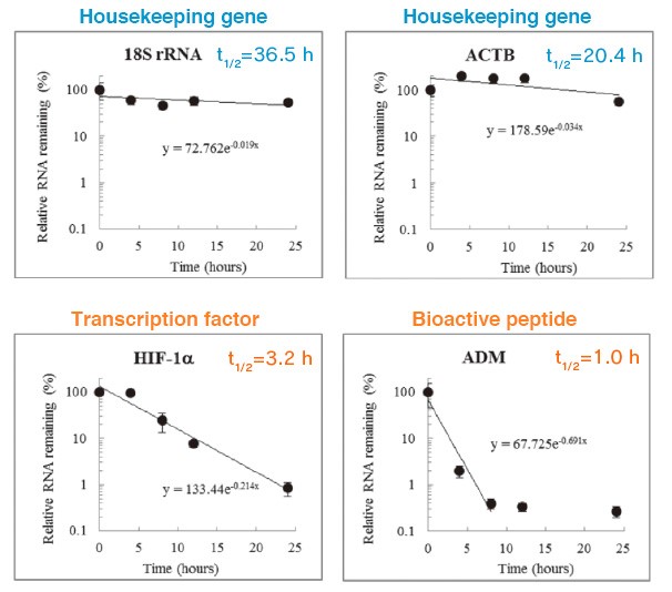 Improve your RNA research using our anti-BrdU antibody!