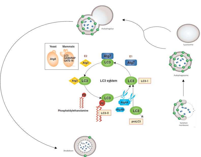 LC3: The gold standard for autophagy research