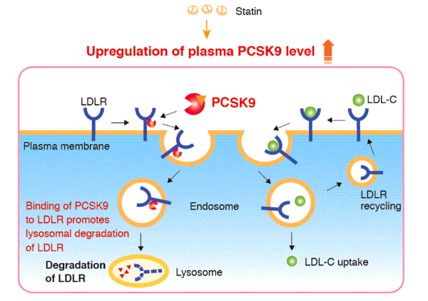 Elevate Your Cholesterol Research: How a PCSK9 ELISA Kit Can Help You