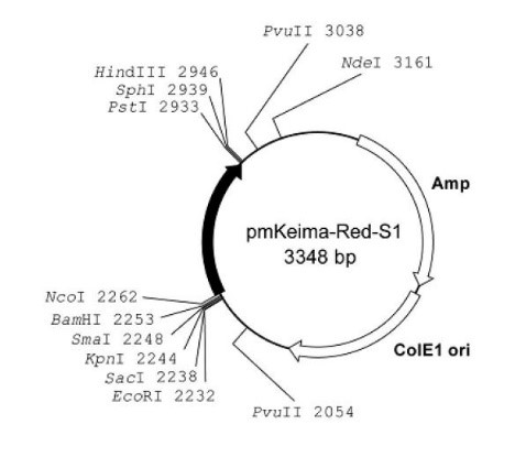 How to choose the right vector for your fluorescent protein needs!