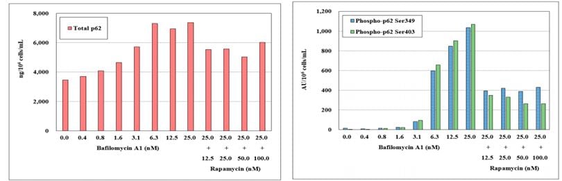 Mechanisms and detection methods of p62/SQSTM1 and its importance in ...